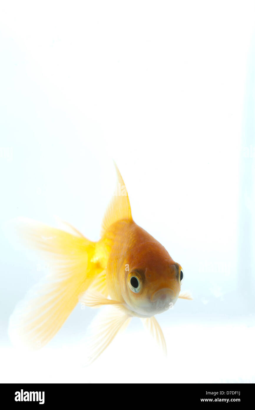 Schleierschwanz goldfisch -Fotos und -Bildmaterial in hoher Auflösung ...
