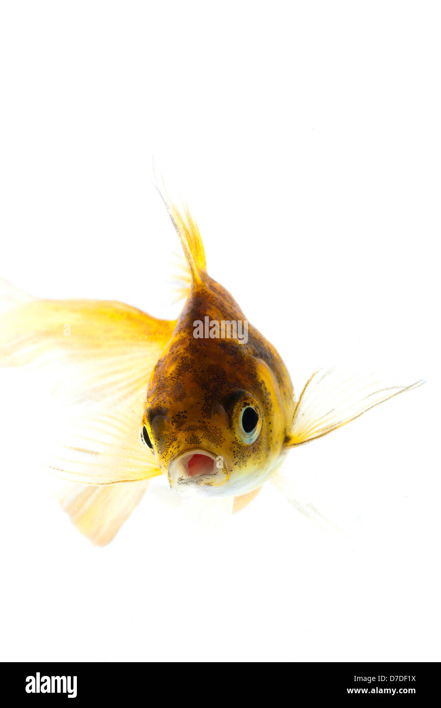 Schleierschwanz goldfisch -Fotos und -Bildmaterial in hoher Auflösung ...