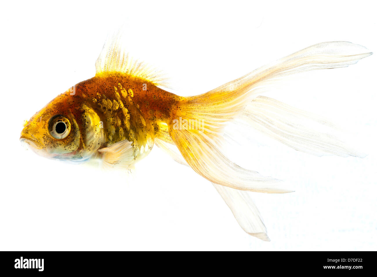 Schleierschwanz goldfisch -Fotos und -Bildmaterial in hoher Auflösung ...