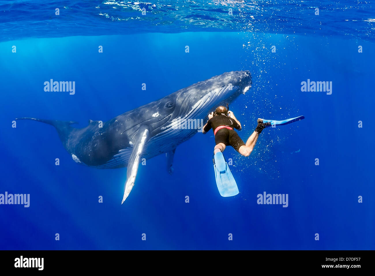 Schwimmen mit buckelwalen unter wasser -Fotos und -Bildmaterial in ...