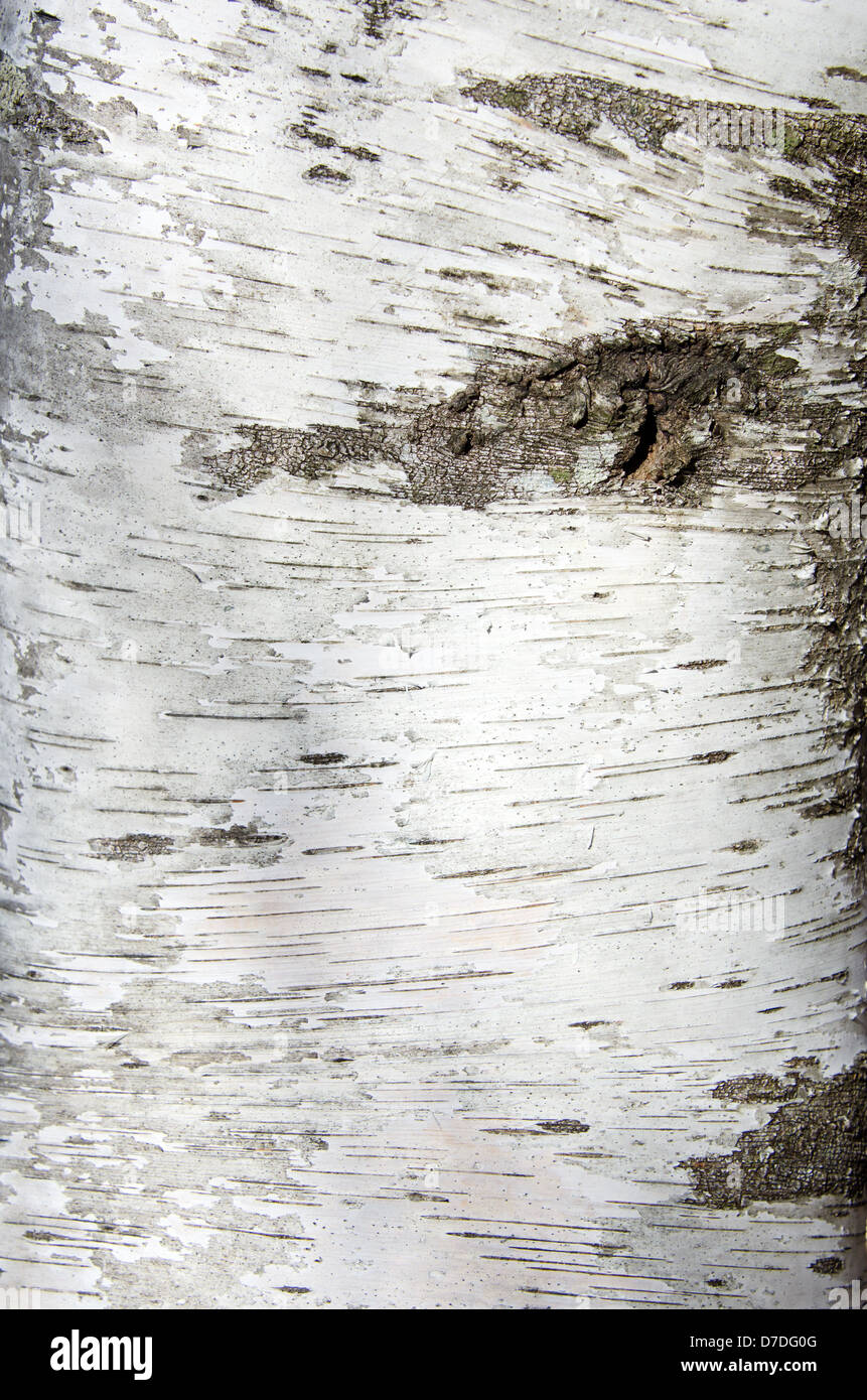 Paper birch -Fotos und -Bildmaterial in hoher Auflösung – Alamy