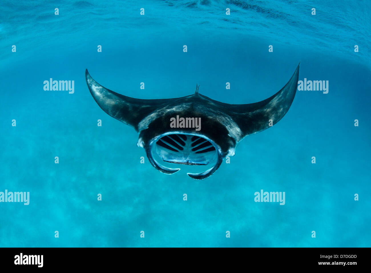 Manta ray mouth -Fotos und -Bildmaterial in hoher Auflösung – Alamy