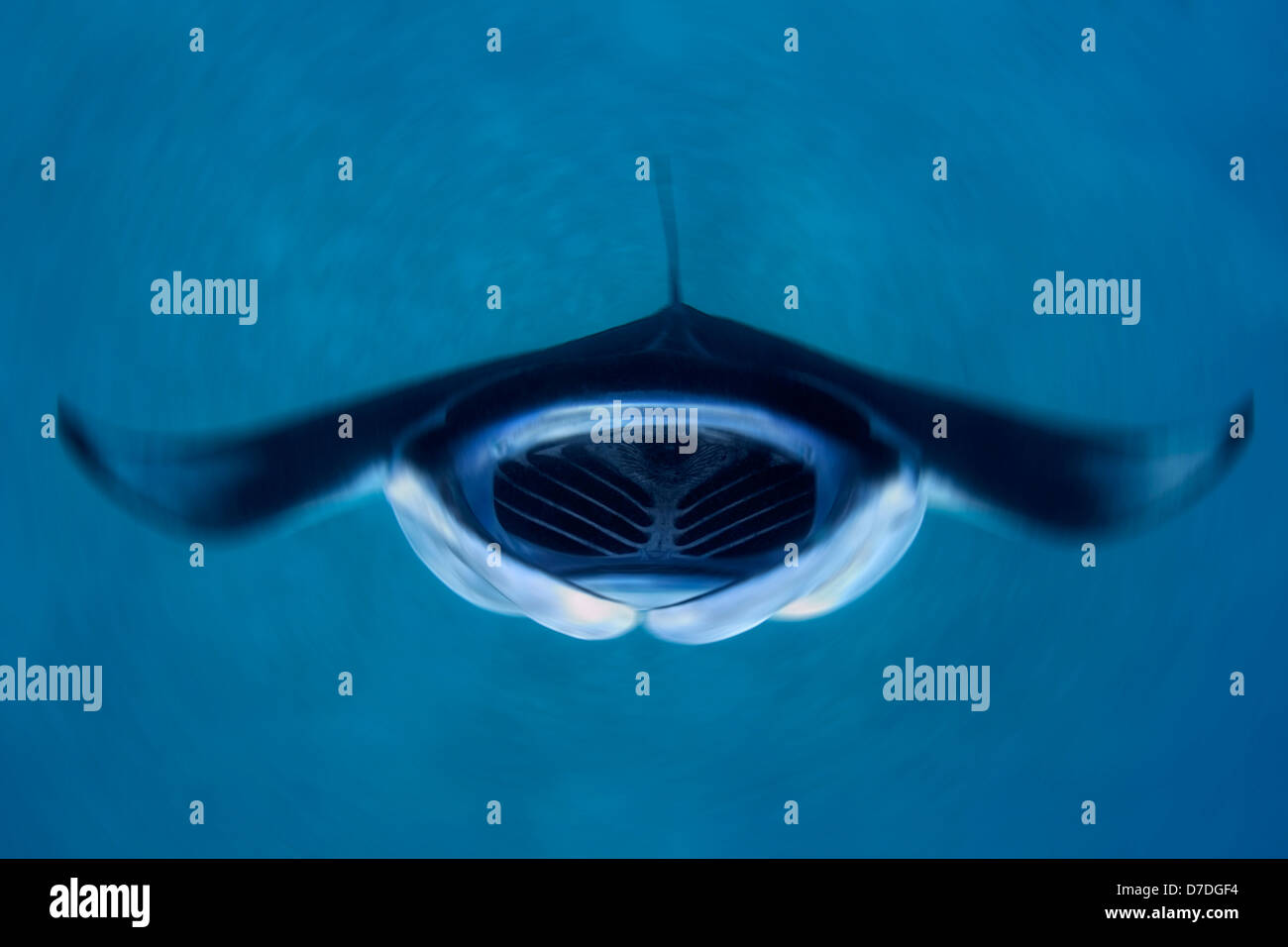 Manta Ray Mouth Stockfotos & Manta Ray Mouth Bilder - Alamy