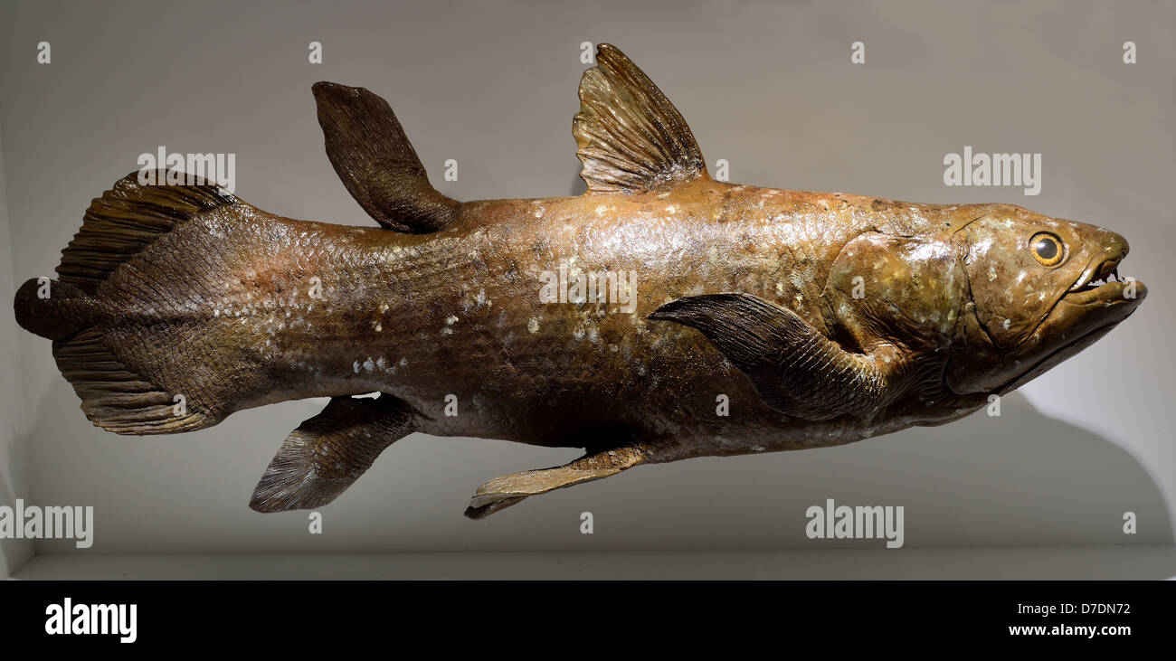 Latimeria fossil -Fotos und -Bildmaterial in hoher Auflösung – Alamy