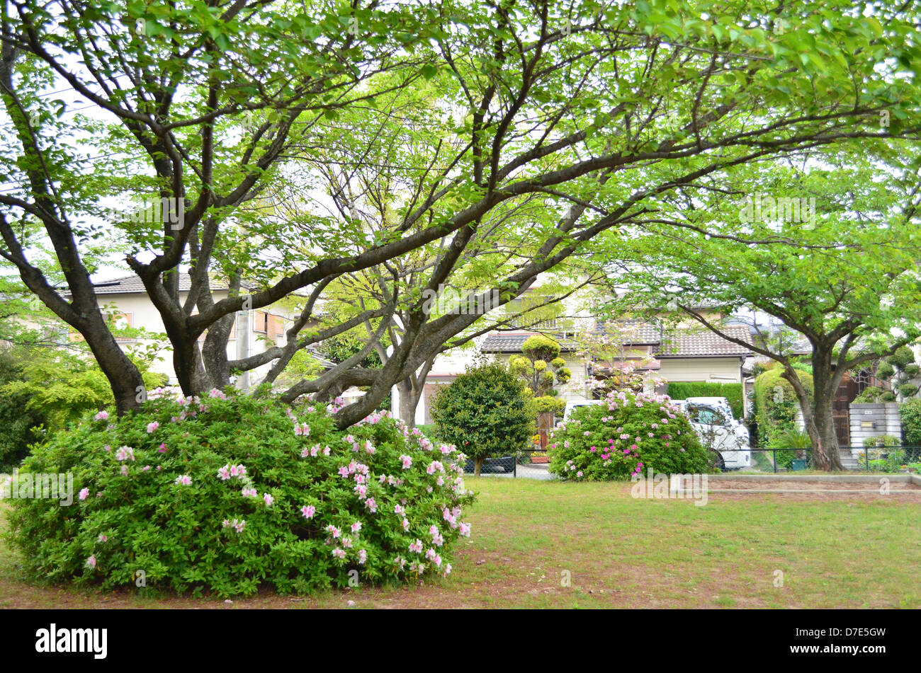 Pohon Yang Ada di Taman Dan Bunga Yang indah Stockfotografie - Alamy