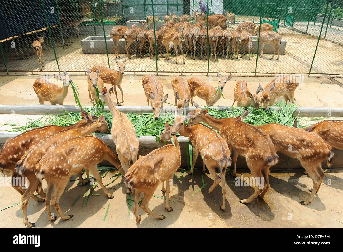Hirsch ebene -Fotos und -Bildmaterial in hoher Auflösung – Alamy