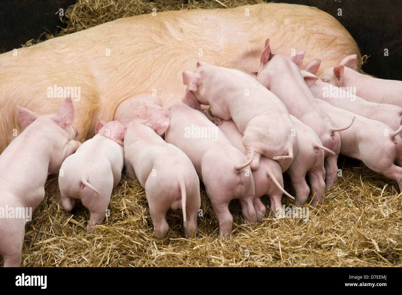 Ferkel Spanferkel auf eine Sau Exeter Festival von South West Food ...