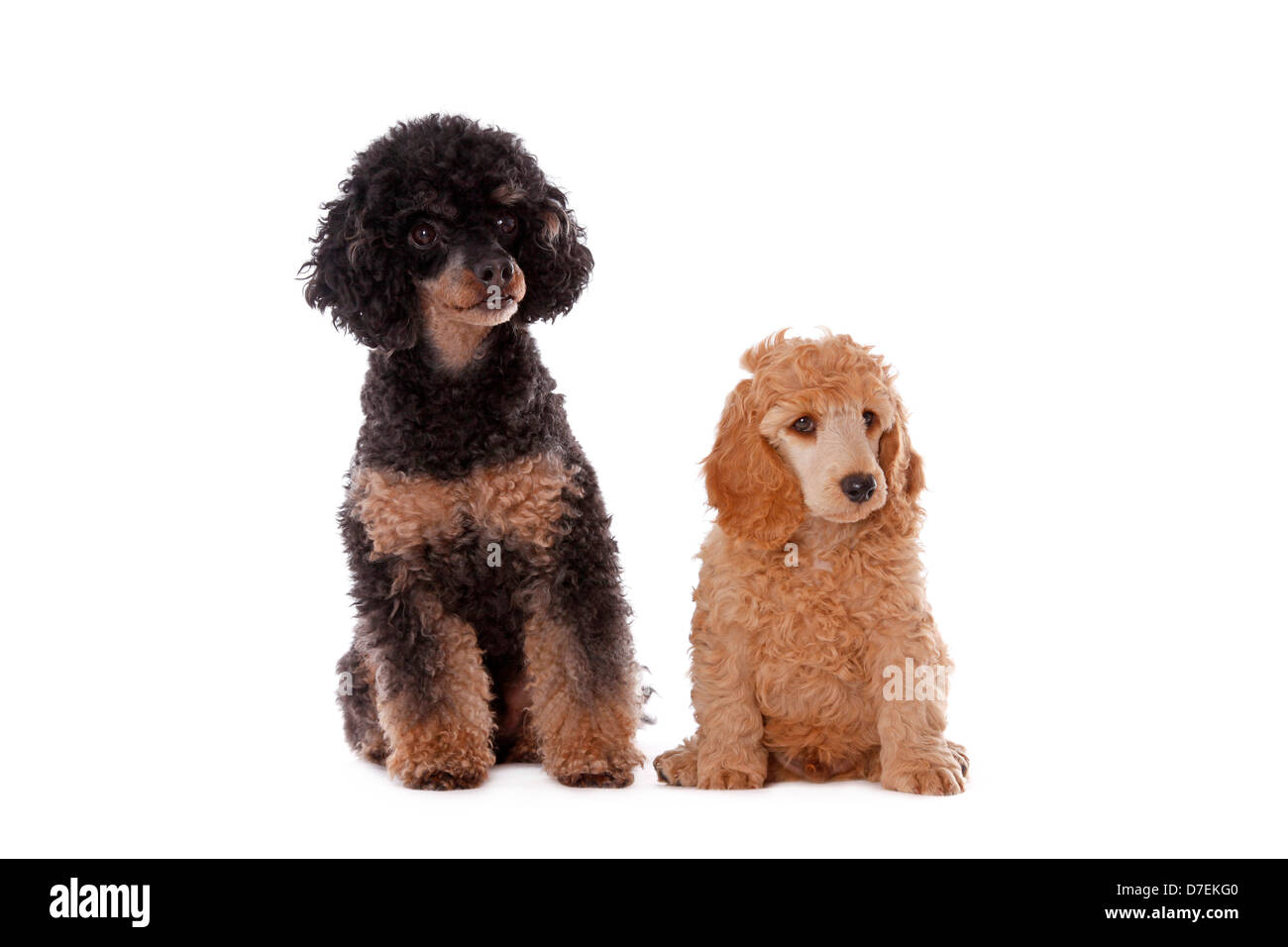 Kleine pudel -Fotos und -Bildmaterial in hoher Auflösung – Alamy