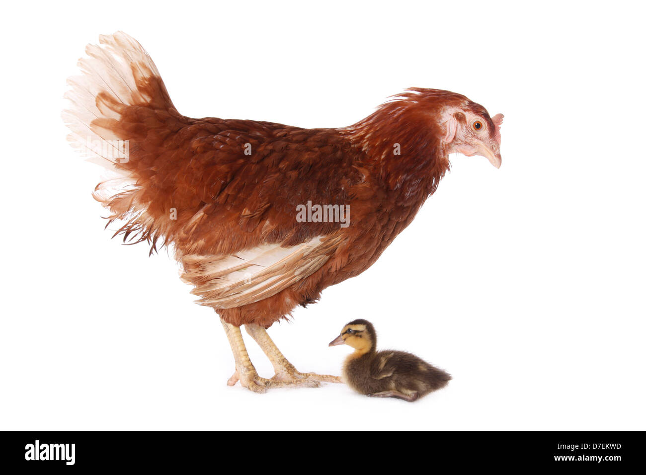 Mutterhenne und küken Ausgeschnittene Stockfotos und -bilder - Alamy