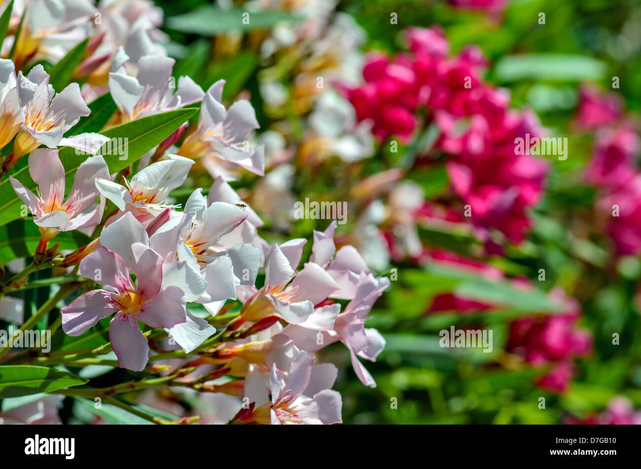 Oleander hintergrund -Fotos und -Bildmaterial in hoher Auflösung – Alamy