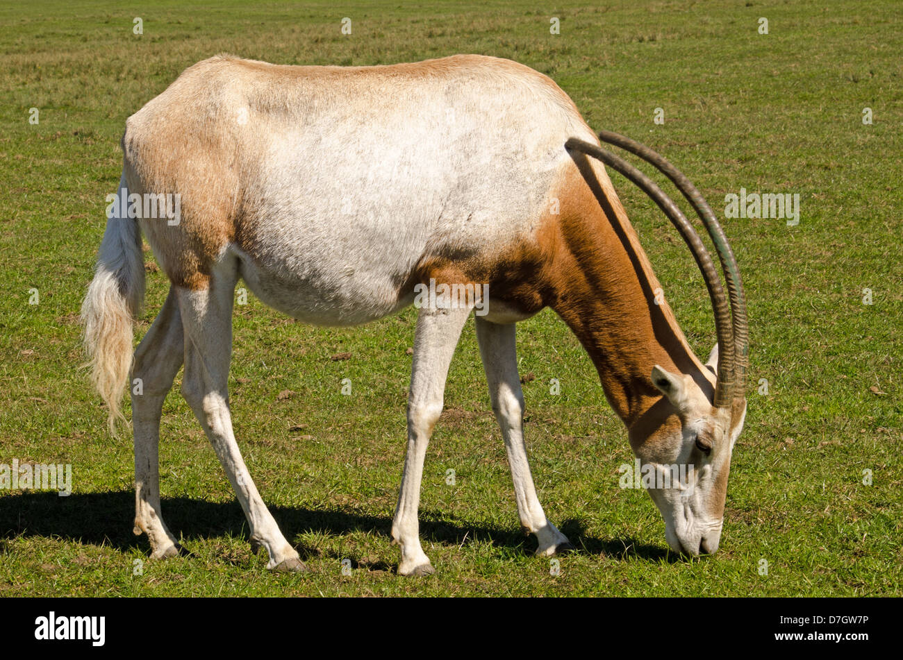 Oryx eating -Fotos und -Bildmaterial in hoher Auflösung – Alamy