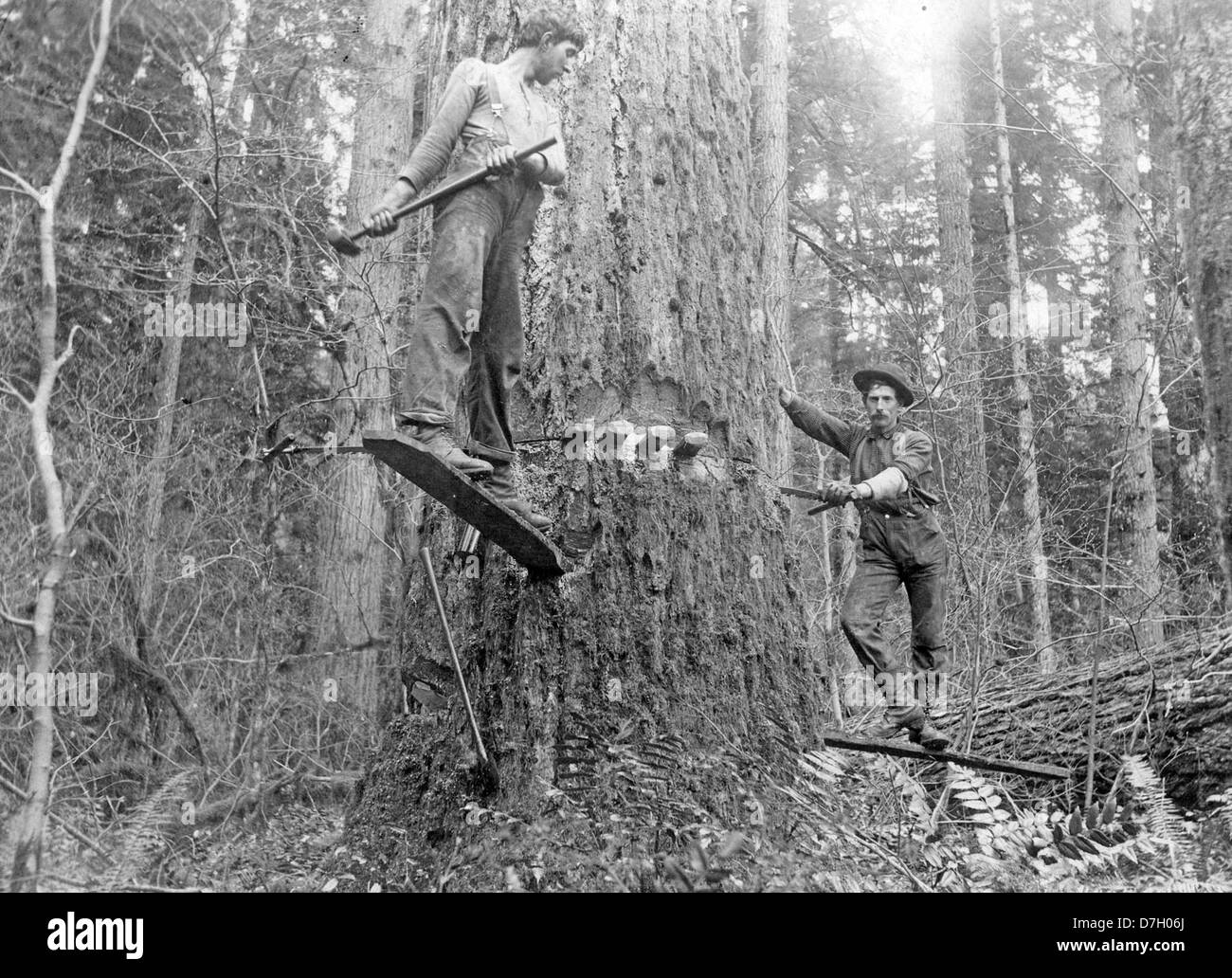 Dieses Bild zeigt zwei Holzfäller, die mit Sprungbrettern Keile in ...