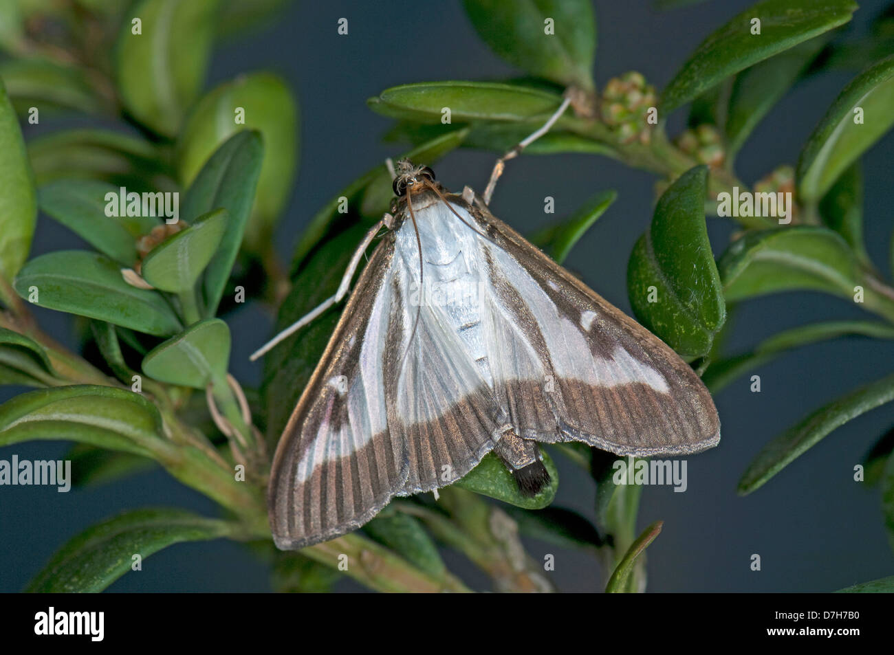 Box Tree Moth (Cydalima Perspectalis), verlässt Männchen auf Buchsbaum ...