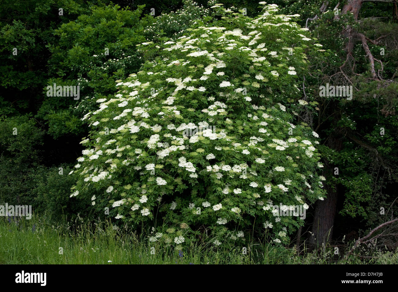 Schwarzer Holunder, Holunder (Sambucus Nigra), blühenden Busch ...