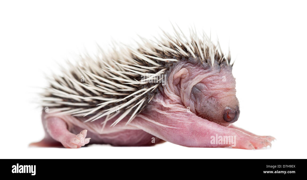 Baby Igel, 4 Tage alt, vor weißem Hintergrund Stockfotografie - Alamy