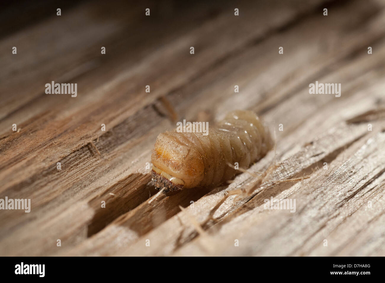 Kafer Im Holz