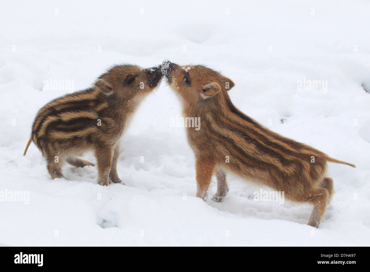 Wildschwein Sus Scrofa zwei Ferkel Nase-zu-Nase im Schnee ...