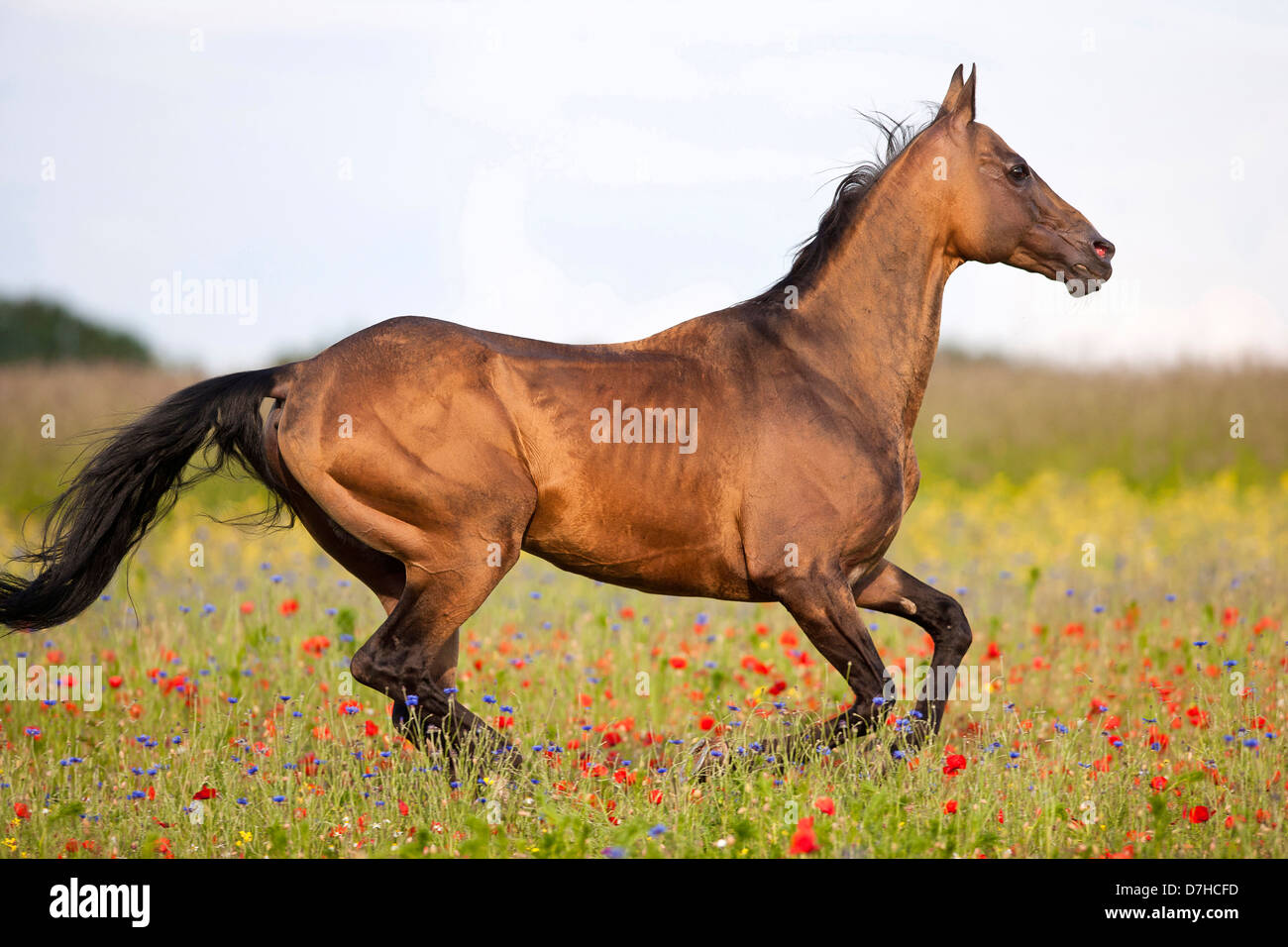 Achal teke horse hengst -Fotos und -Bildmaterial in hoher Auflösung – Alamy