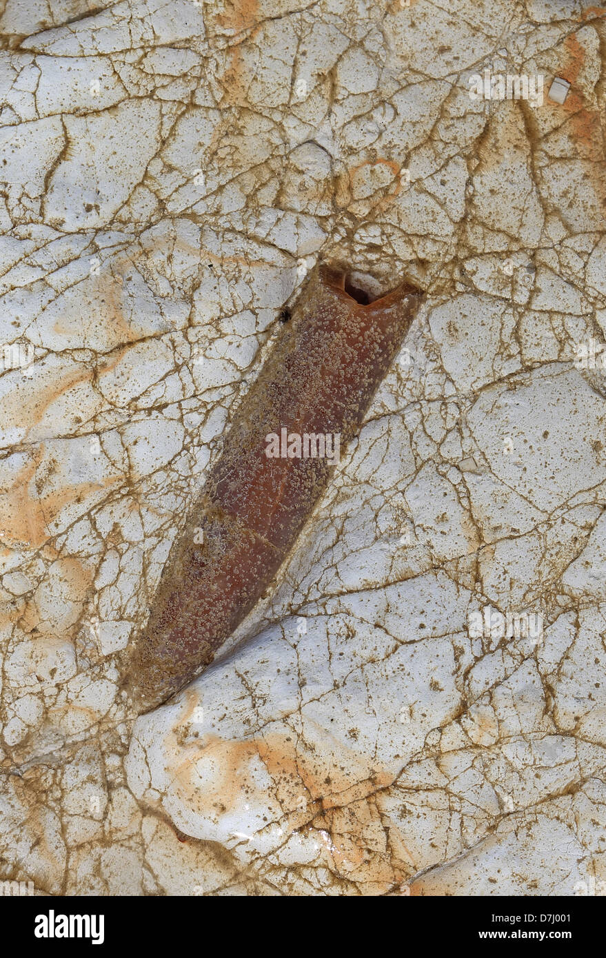 Belemnite -Fotos und -Bildmaterial in hoher Auflösung – Alamy