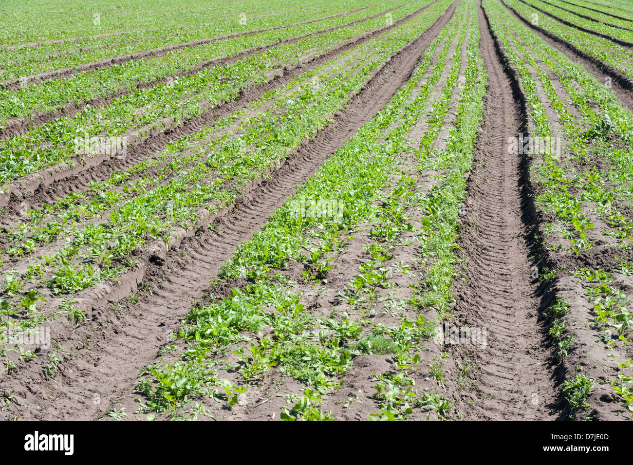 Reihen von pflanzen -Fotos und -Bildmaterial in hoher Auflösung – Alamy