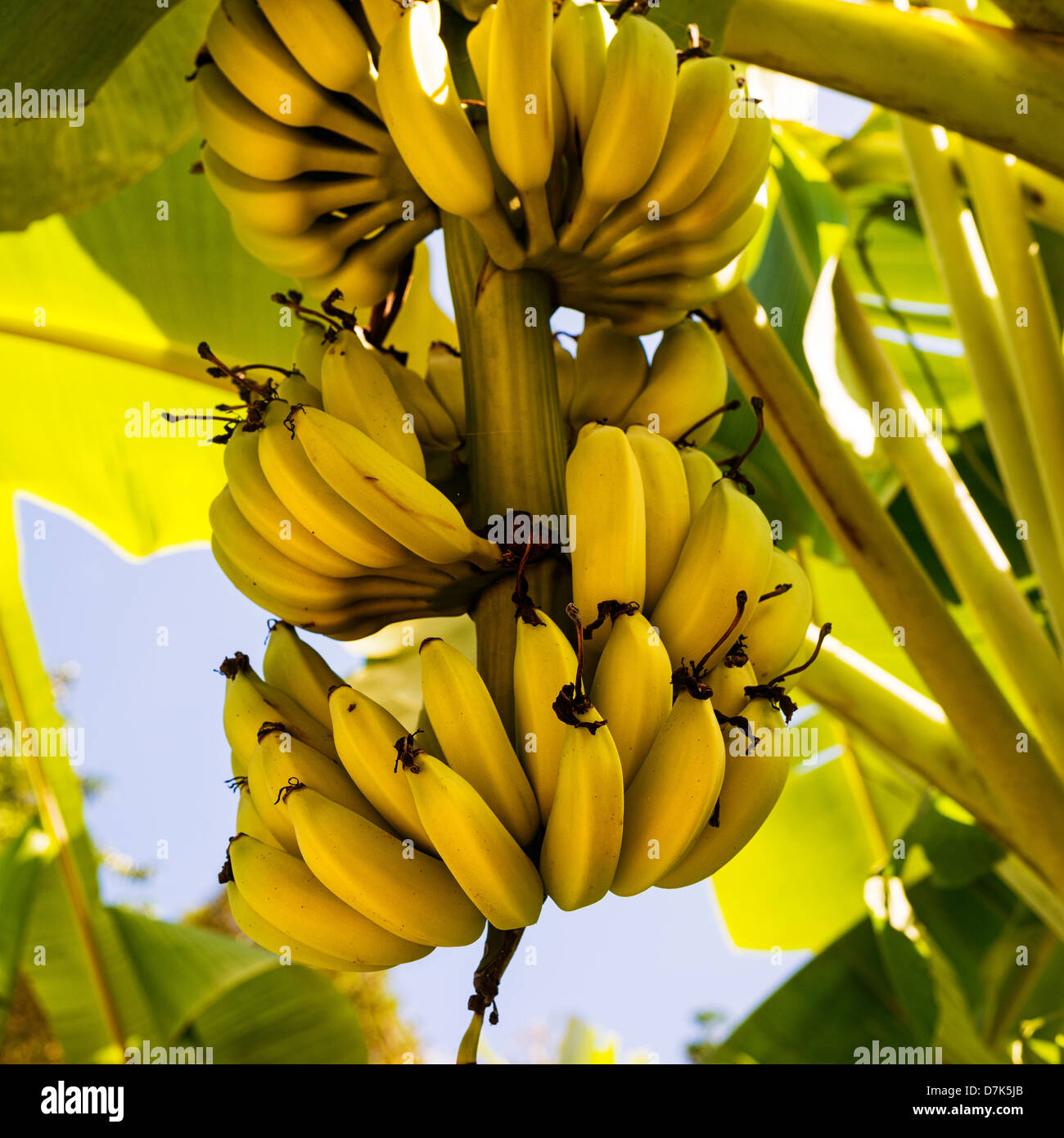 Gelbe banane auf baum -Fotos und -Bildmaterial in hoher Auflösung – Alamy