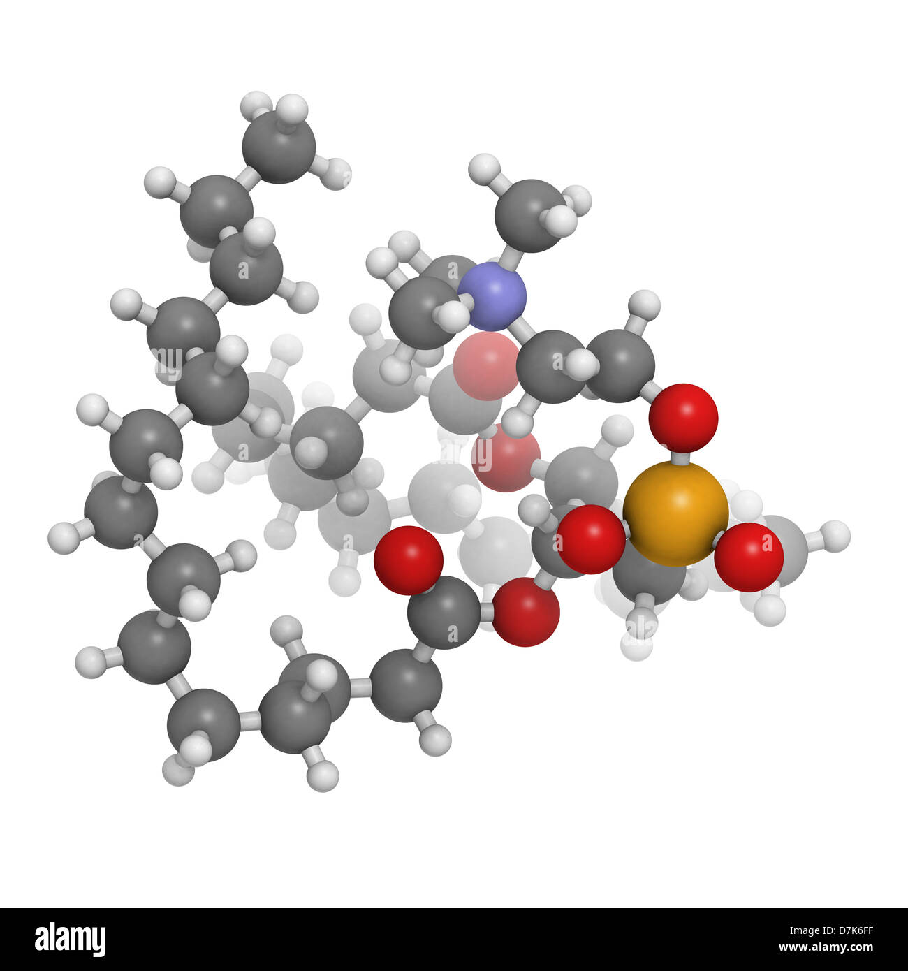Phosphatidylcholin (PC) Zellmembran Baustein, Molekülmodell. PC ist ...