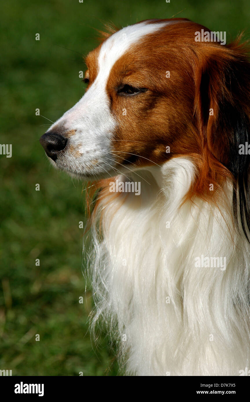 Kooikerhondje hund -Fotos und -Bildmaterial in hoher Auflösung – Alamy