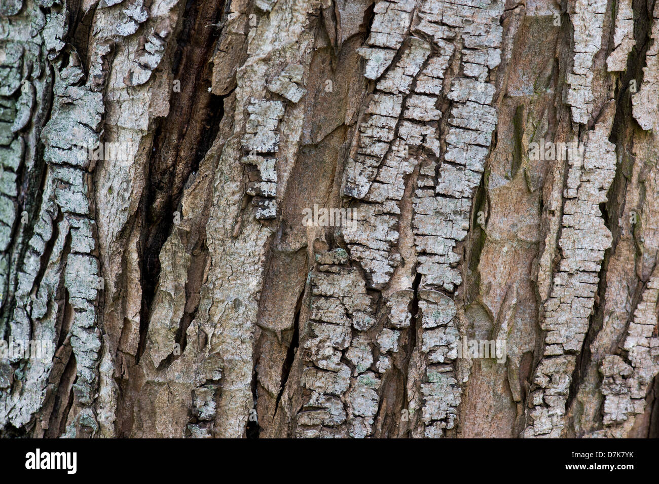Gefurchte baumrinde textur -Fotos und -Bildmaterial in hoher Auflösung ...