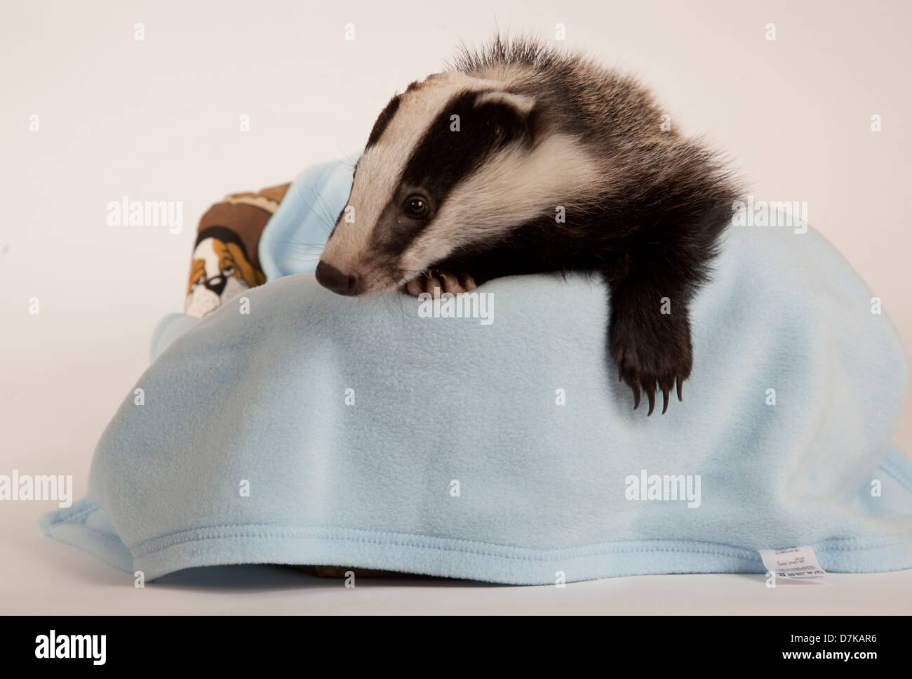 Dachs Baby Stockfotos und -bilder Kaufen - Alamy