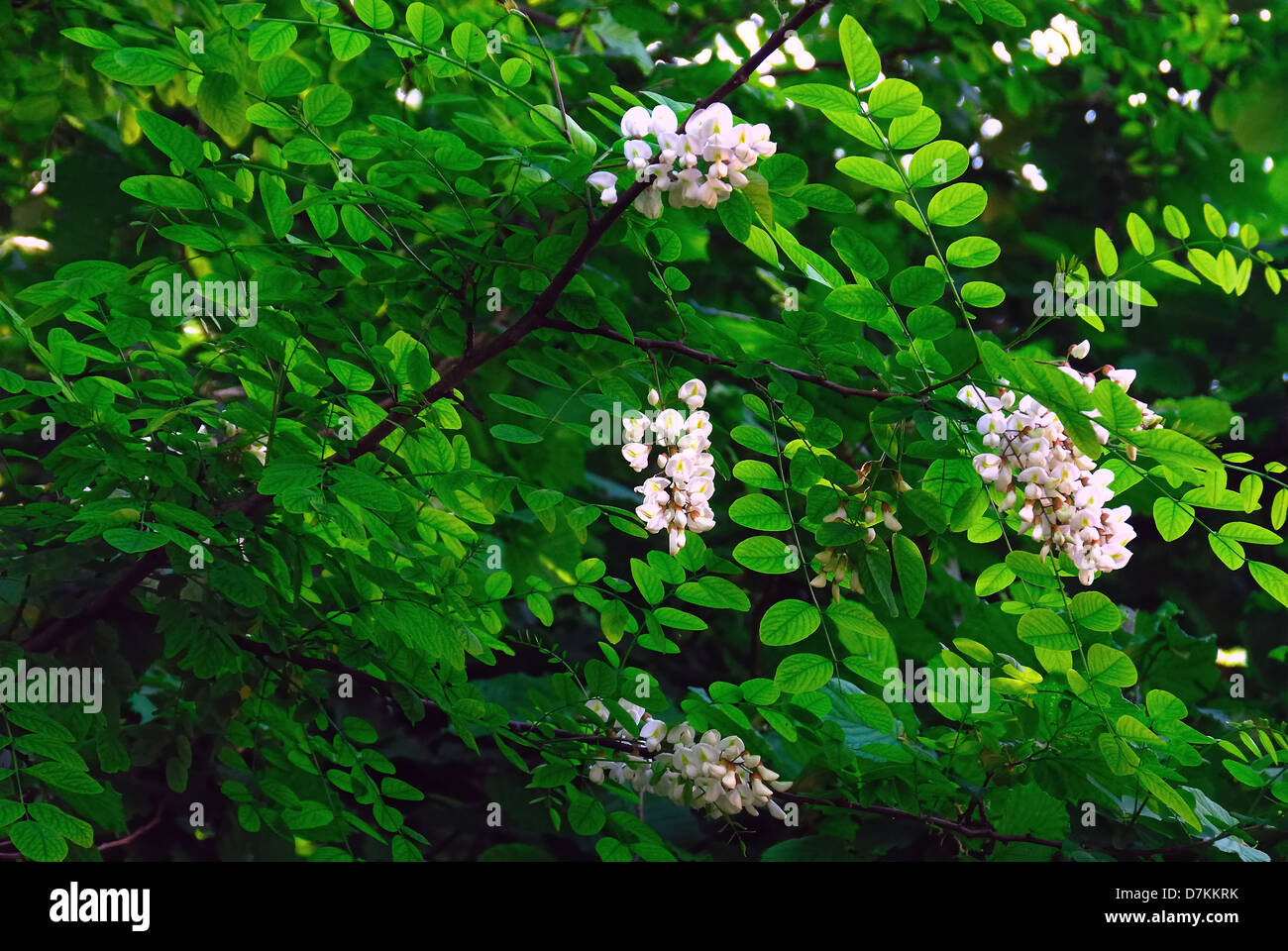 Robinia Pseudoacacia, allgemein bekannt als die Robinie ist ein Baum in ...