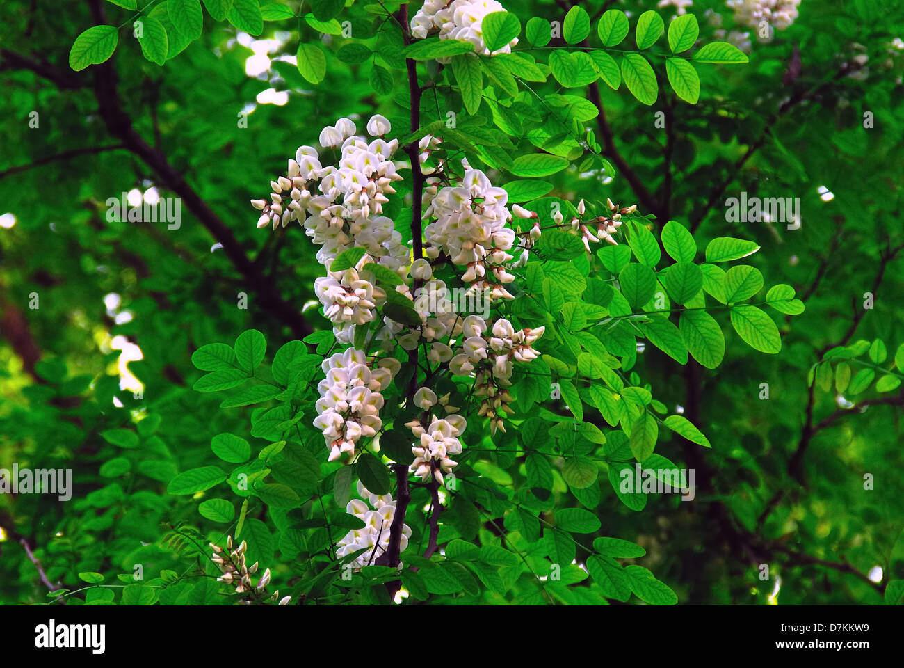 Robinia Pseudoacacia, allgemein bekannt als die Robinie ist ein Baum in ...