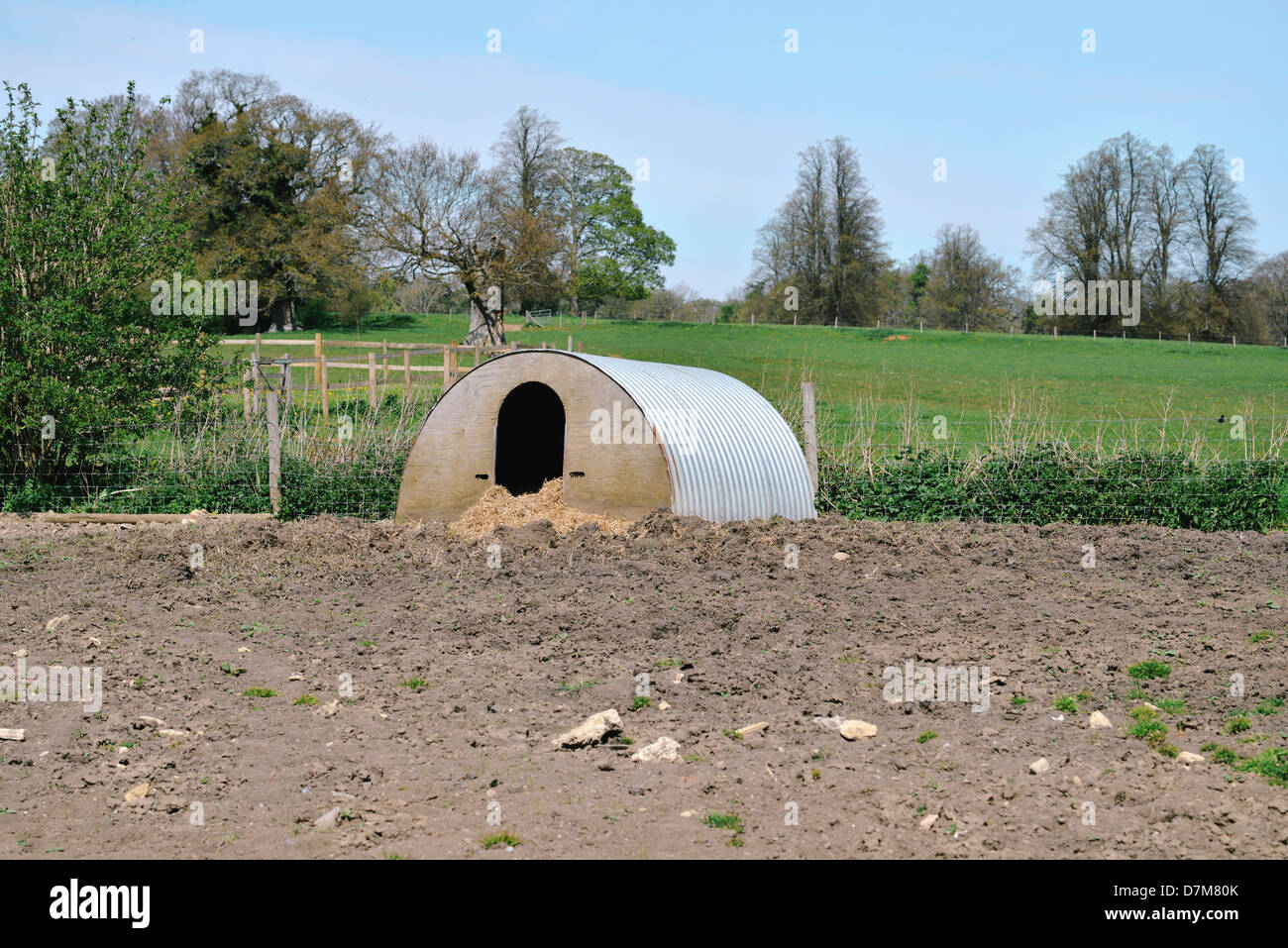 Pigs in sty -Fotos und -Bildmaterial in hoher Auflösung – Alamy