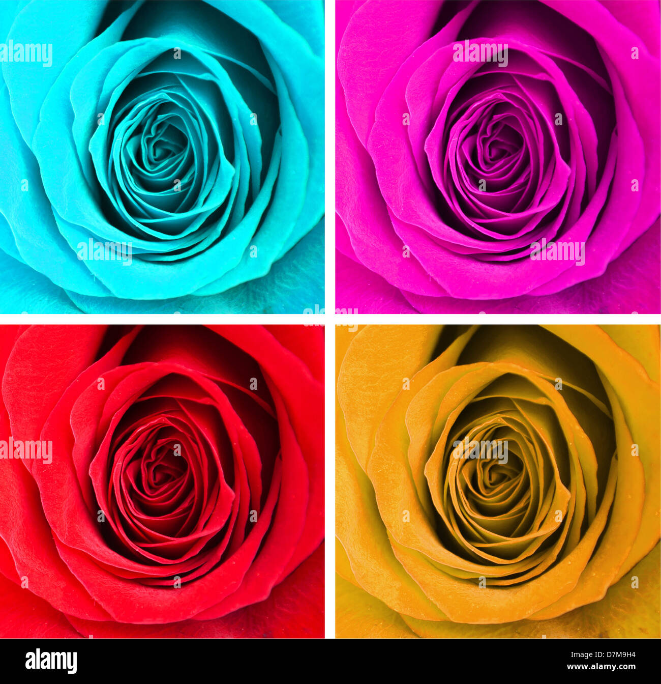 Mehrfarbenrosen nah oben -Fotos und -Bildmaterial in hoher Auflösung ...