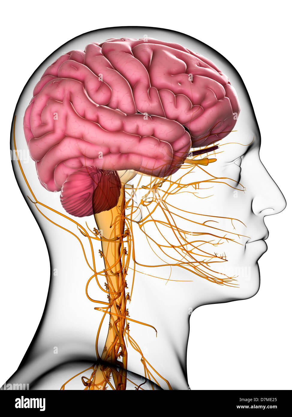 Neurales Gehirn Stockfotos und -bilder Kaufen - Alamy
