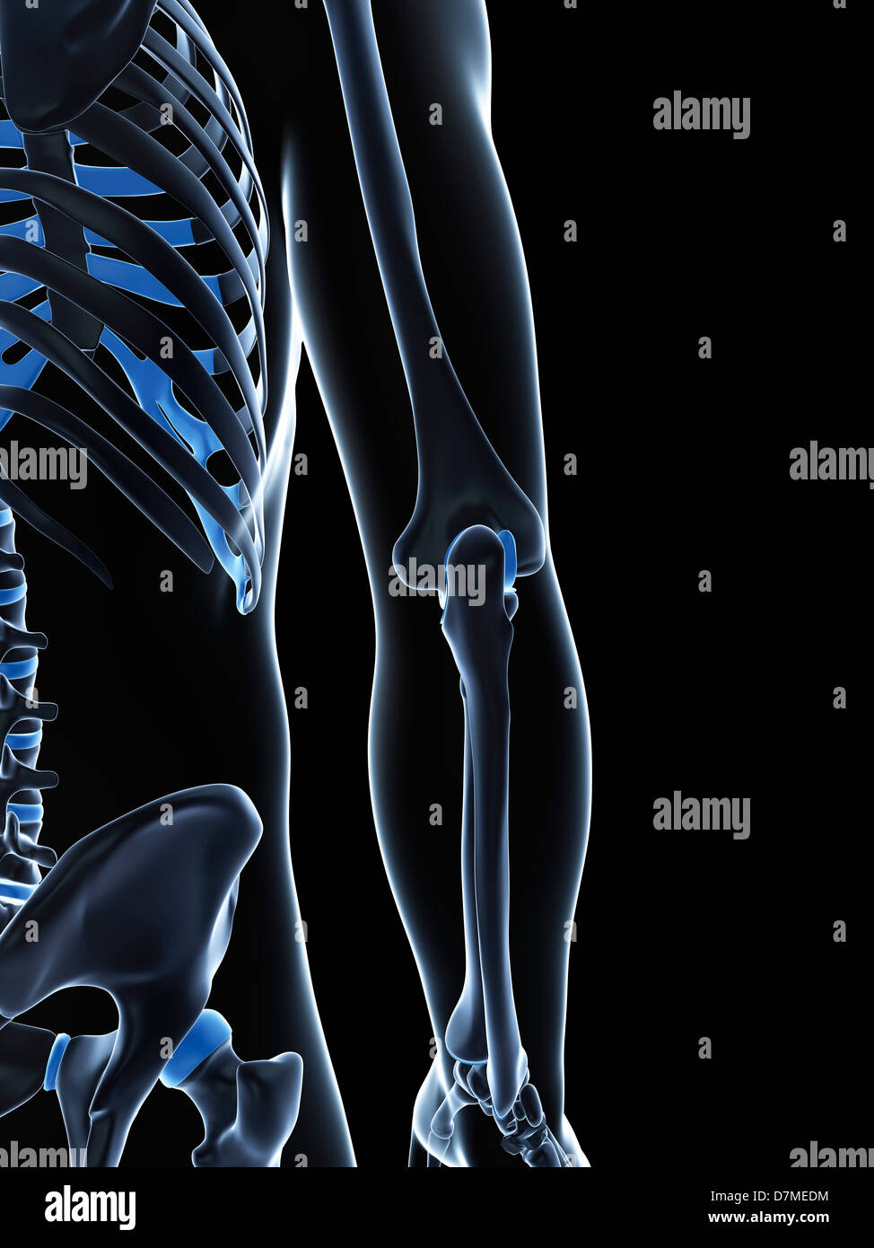 Elbow Bone Stockfotos und -bilder Kaufen - Alamy