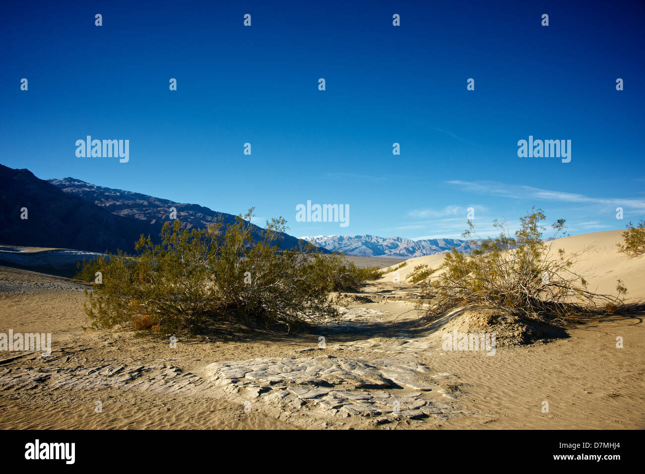 Spärlich Kreosot Büsche wachsen zwischen den Dünen im kalifornischen ...