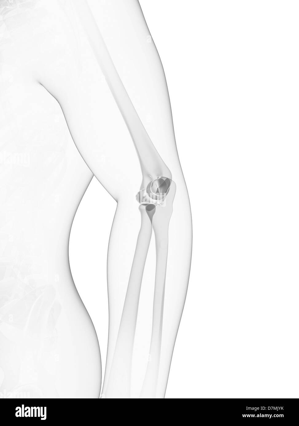 Ellbogen anatomie Schwarzweiß-Stockfotos und -bilder - Alamy