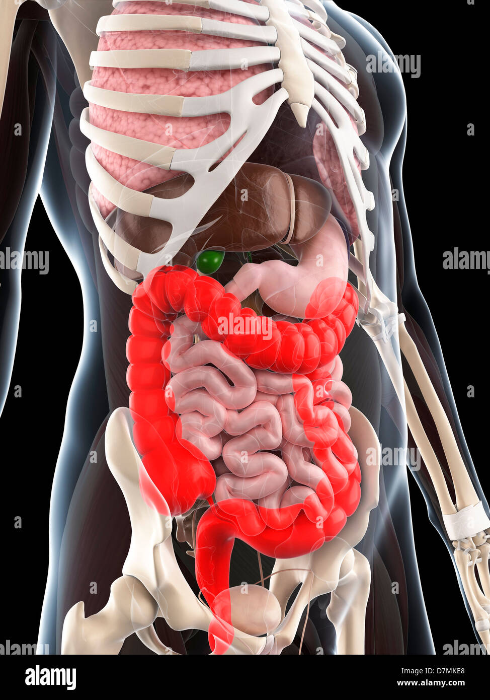 Dickdarm und blase -Fotos und -Bildmaterial in hoher Auflösung – Alamy