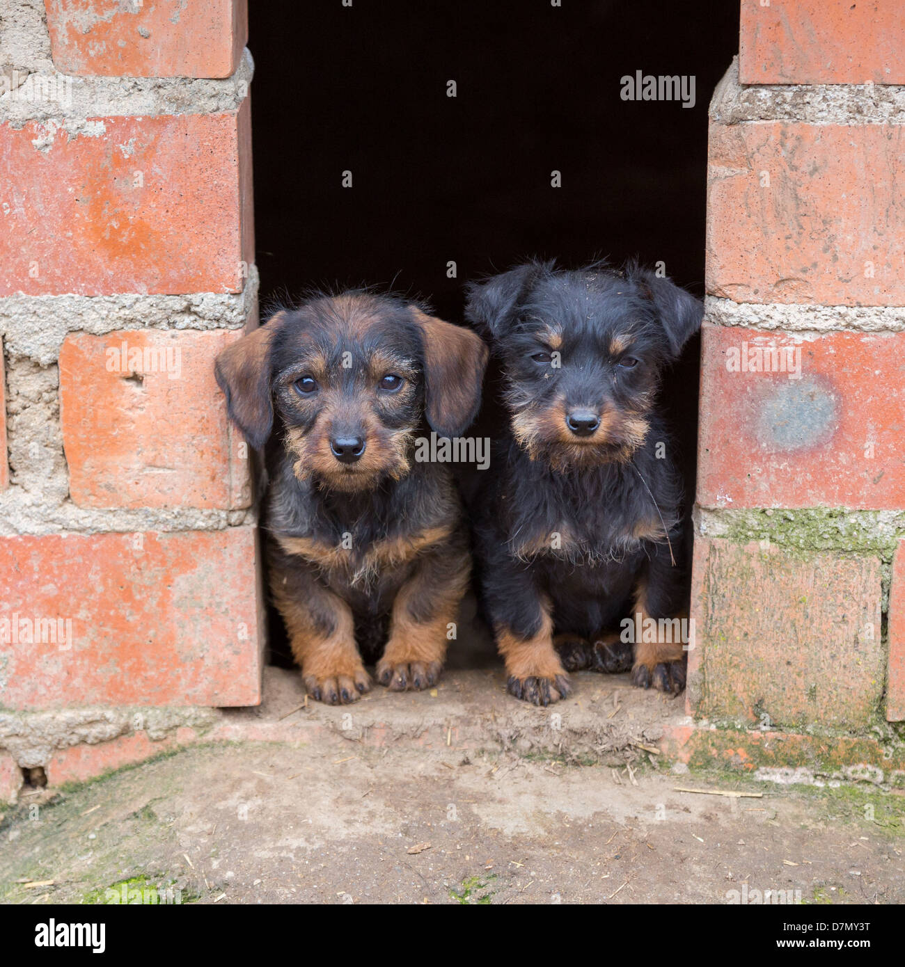 Kleine braune Dackel Stockfotografie - Alamy