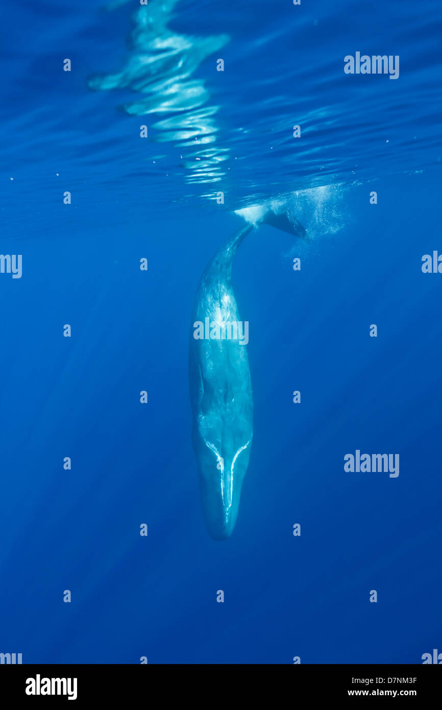 Pottwal pottwal -Fotos und -Bildmaterial in hoher Auflösung – Alamy