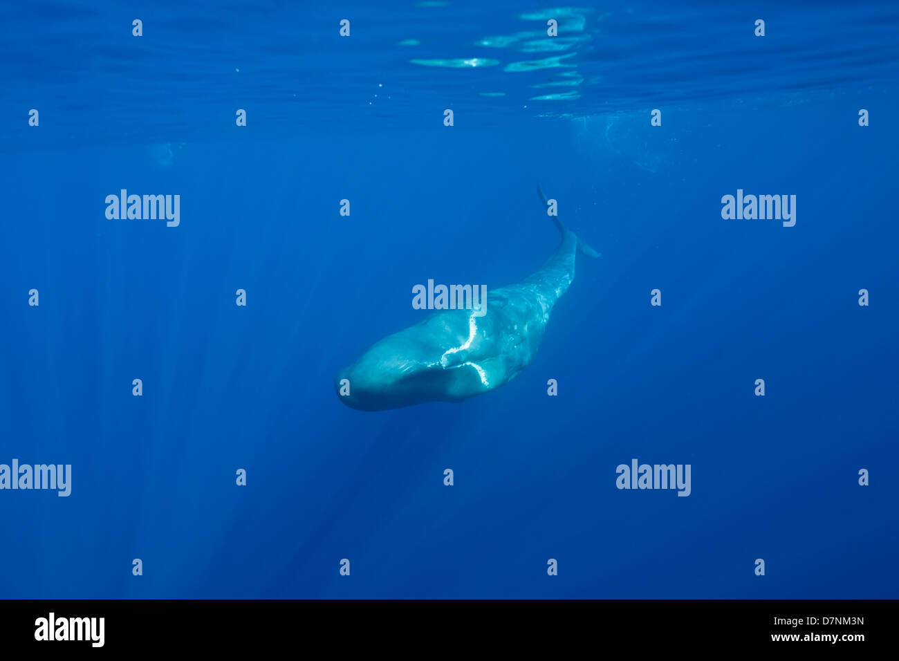 Pottwal pottwal -Fotos und -Bildmaterial in hoher Auflösung – Alamy