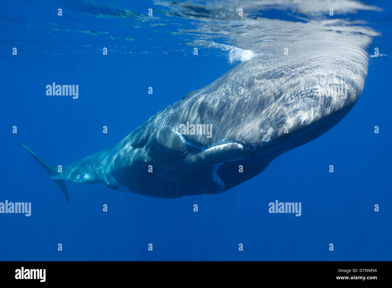 Pottwal pottwal -Fotos und -Bildmaterial in hoher Auflösung – Alamy