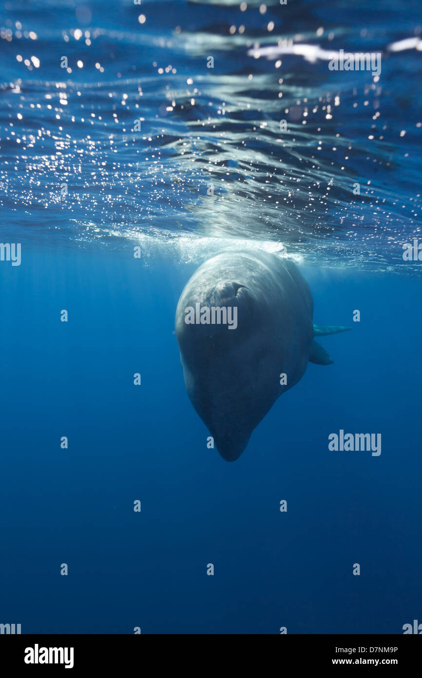 Pottwal pottwal -Fotos und -Bildmaterial in hoher Auflösung – Alamy