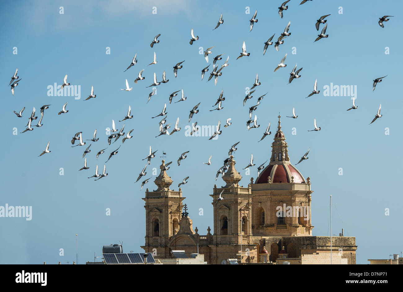 Brieftauben im flug -Fotos und -Bildmaterial in hoher Auflösung – Alamy