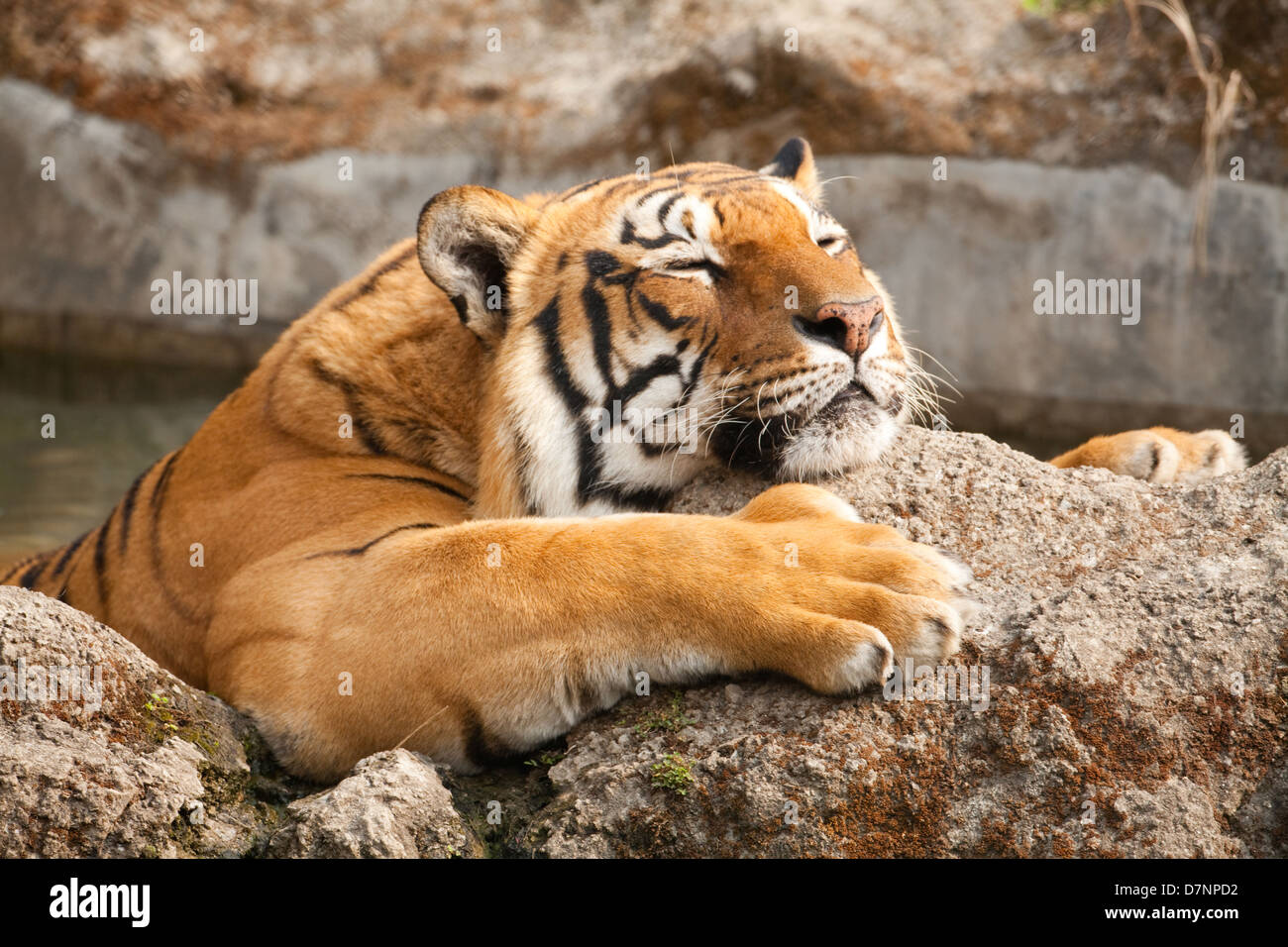 Royal Bengal Tiger (Panthera Tigris Tigris). Einschlafen mit ...