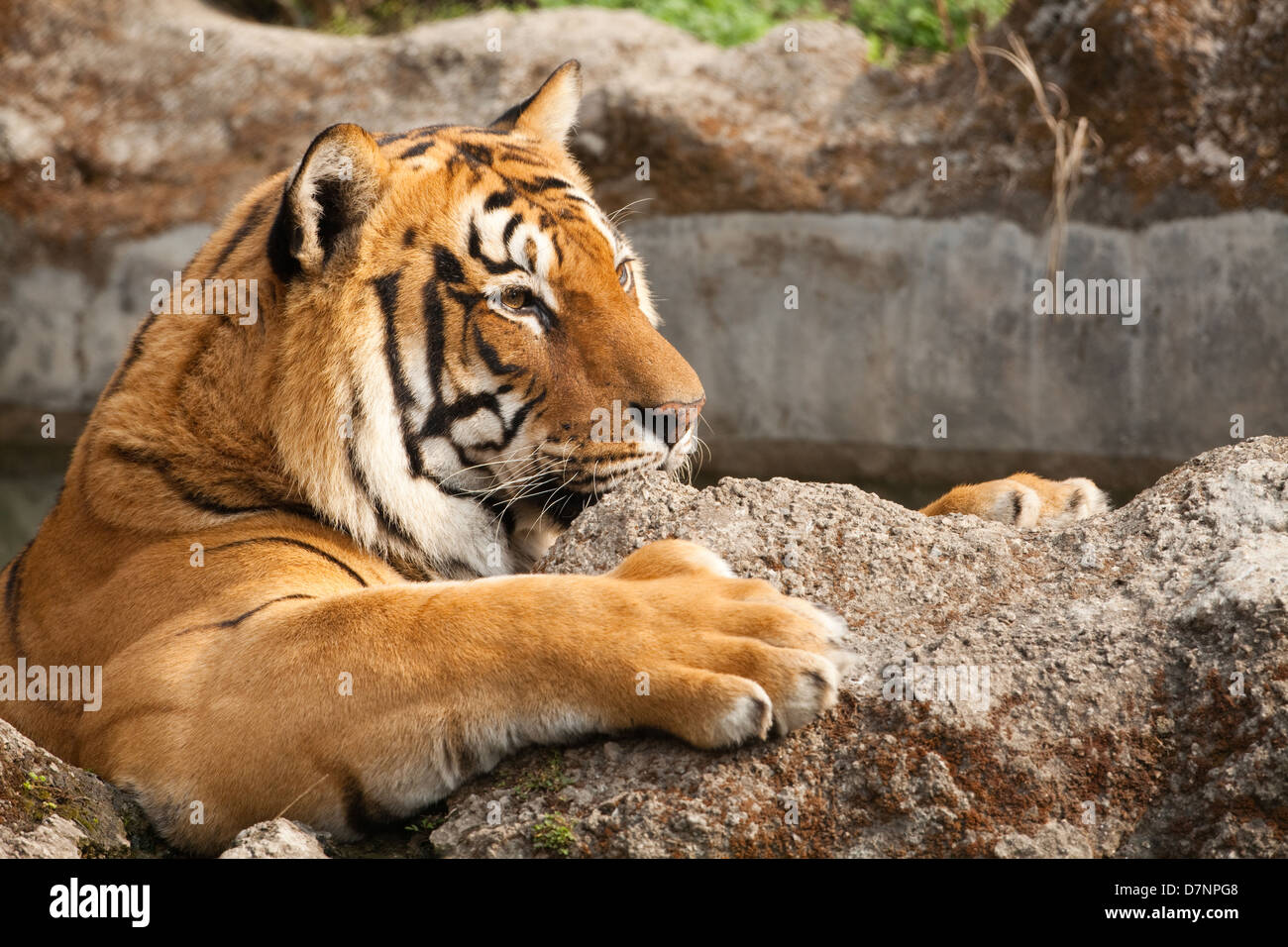 Royal Bengal Tiger (Panthera Tigris Tigris). Mit Vordergrund-Limb ruht ...