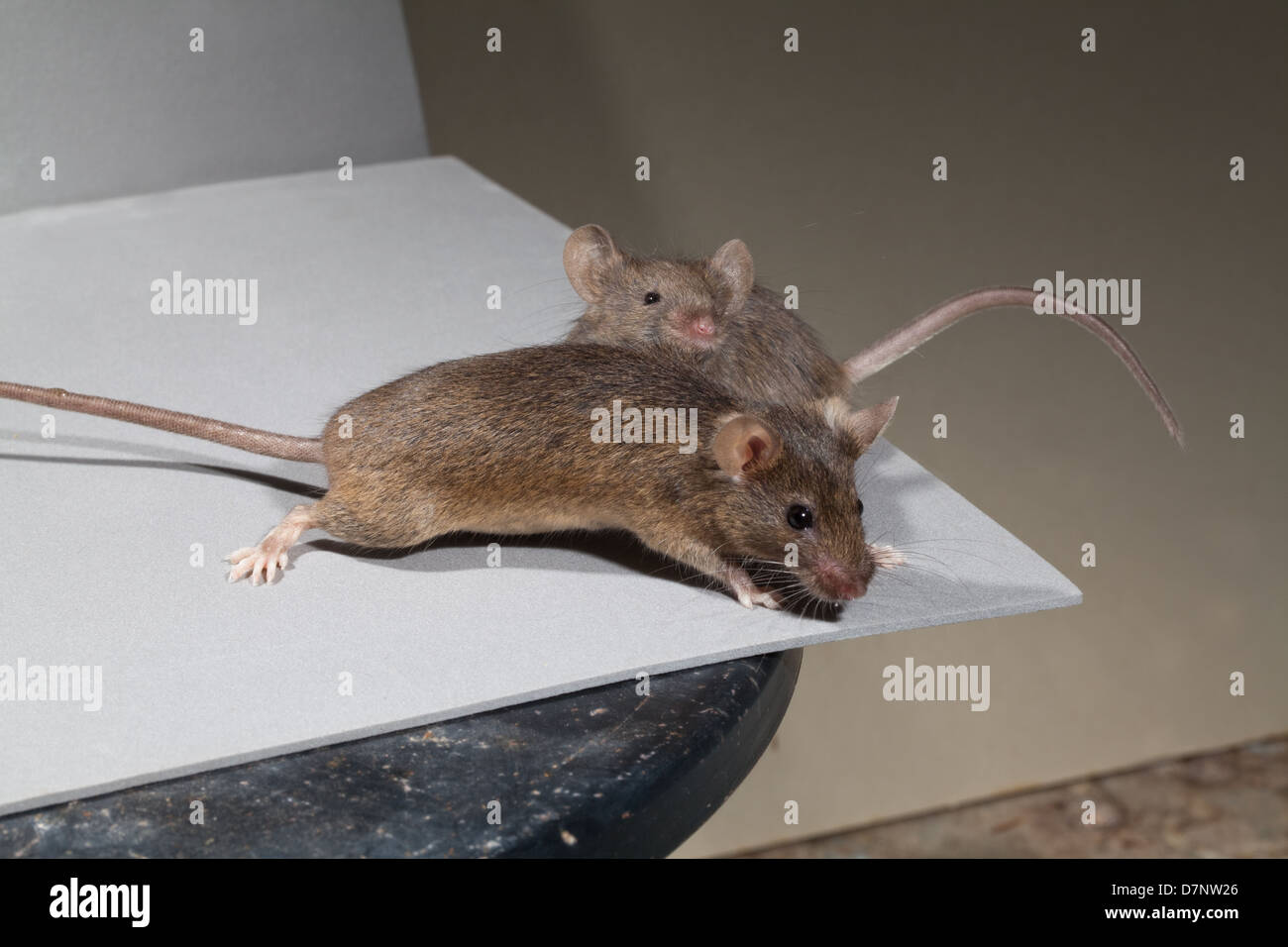 Maus krankheit -Fotos und -Bildmaterial in hoher Auflösung – Alamy