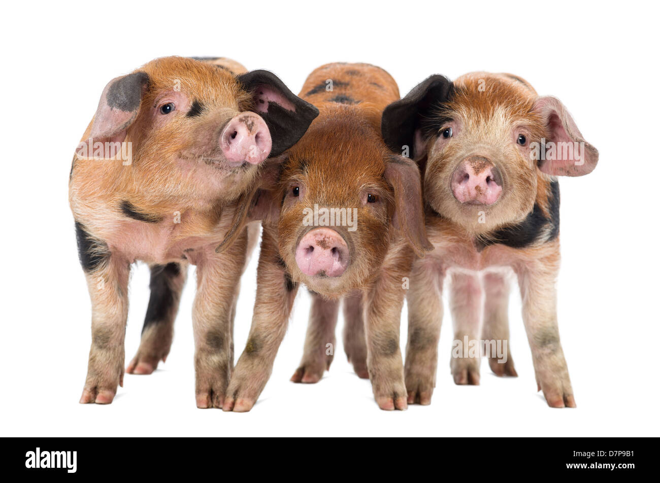 Rosa ferkel -Fotos und -Bildmaterial in hoher Auflösung – Alamy