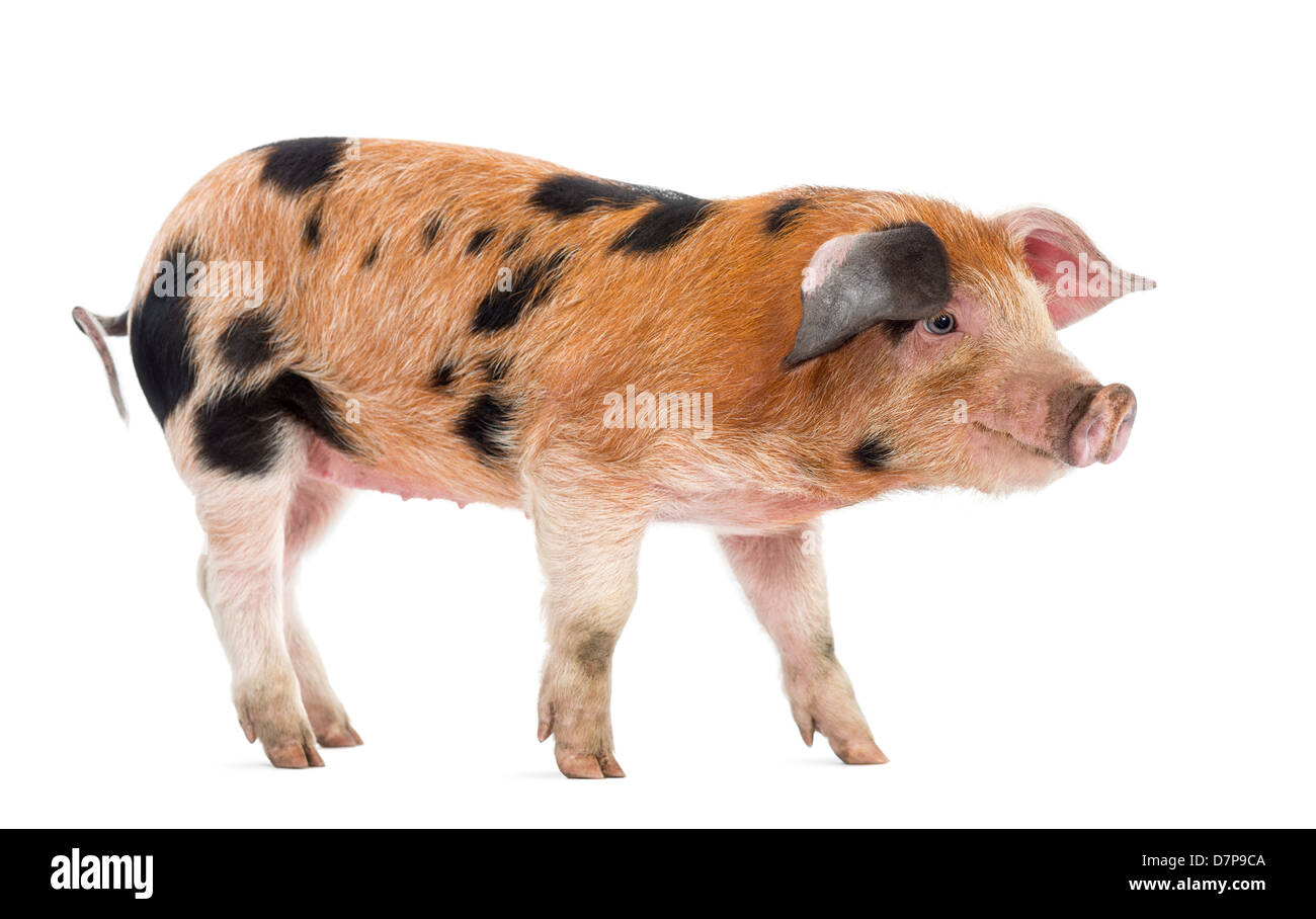 Schwein ferkel seitenansicht Ausgeschnittene Stockfotos und -bilder - Alamy