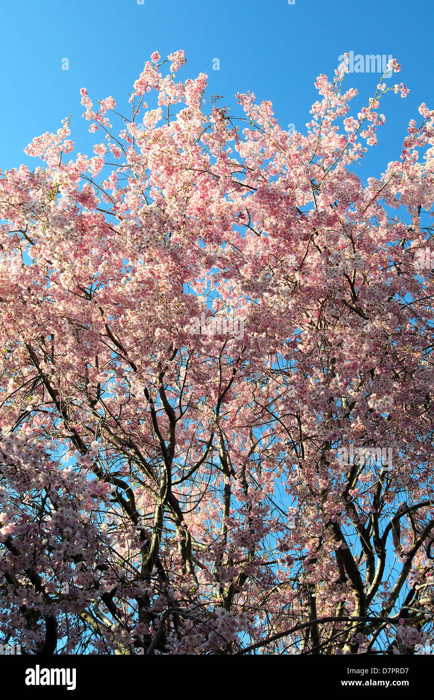 Weinender Kirschbaum Stockfotos und -bilder Kaufen - Alamy